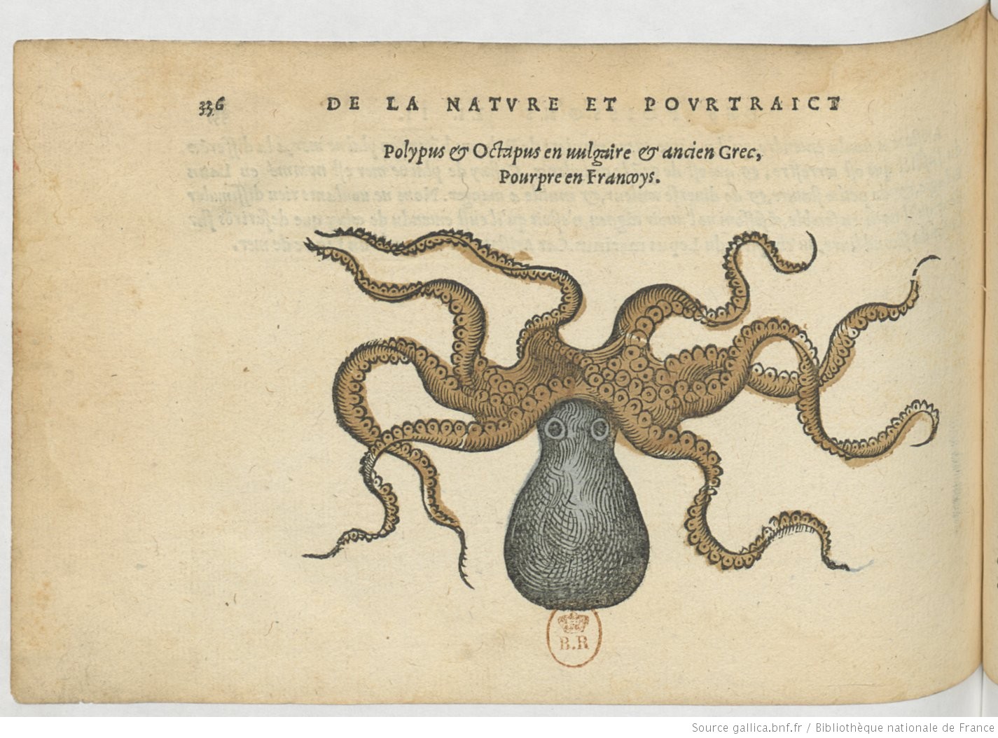 Cryptozoologie : à la recherche des animaux cachés - L'influx