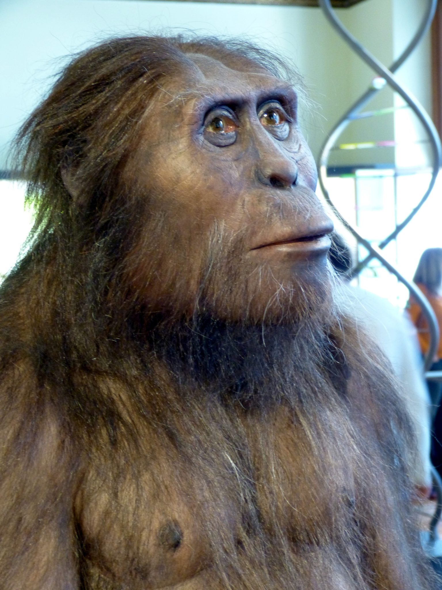 Coppens rejoint Lucy pour les 200 ans de la paléontologie - L'influx